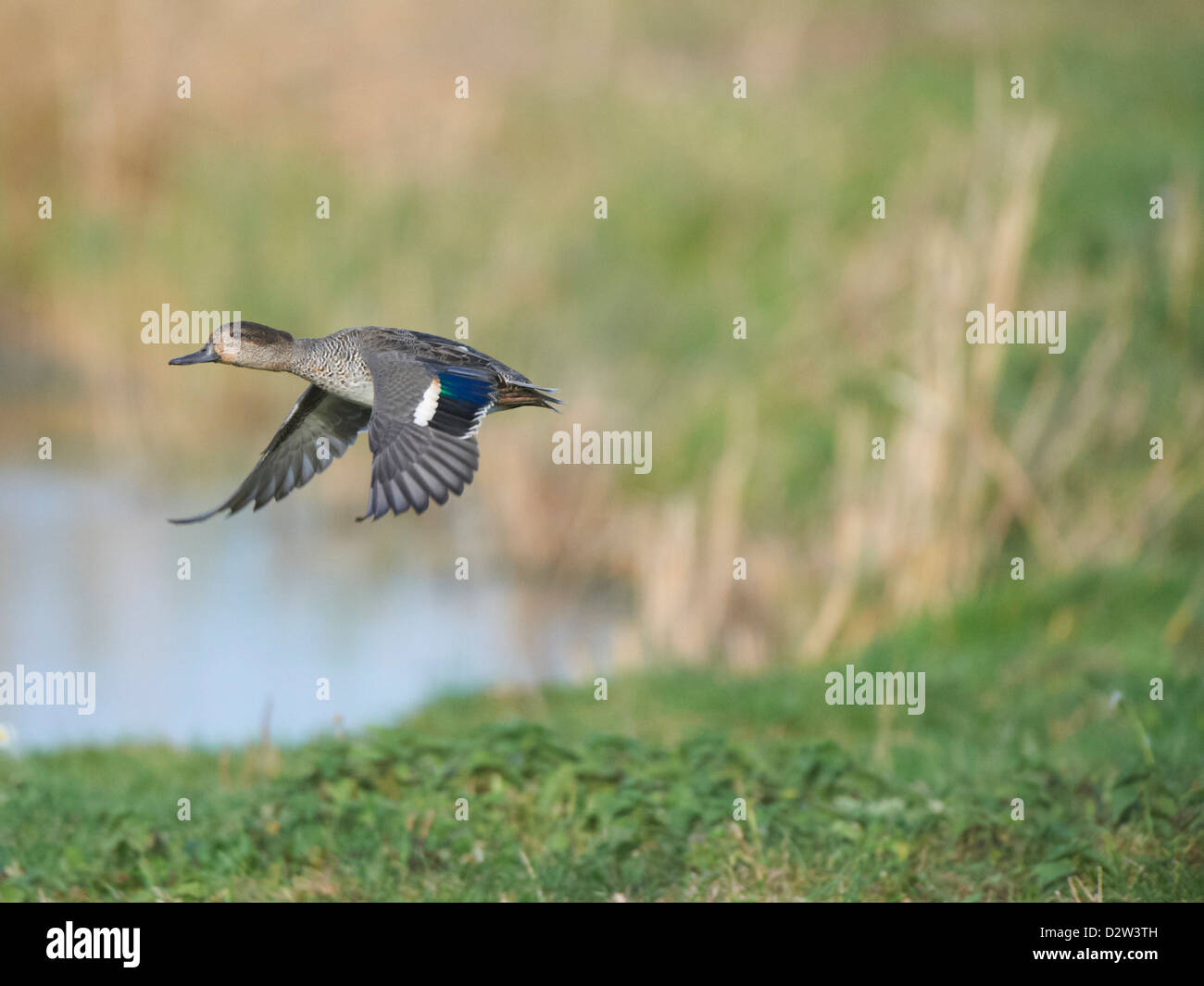 Teal in flight Stock Photo - Alamy