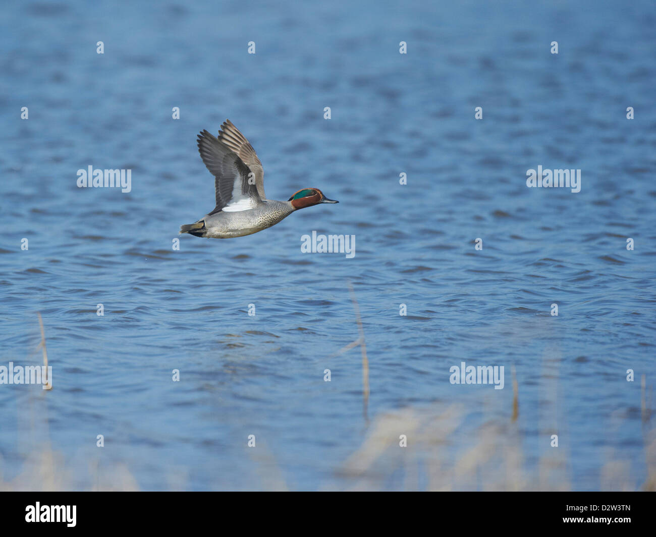 Teal in flight Stock Photo - Alamy