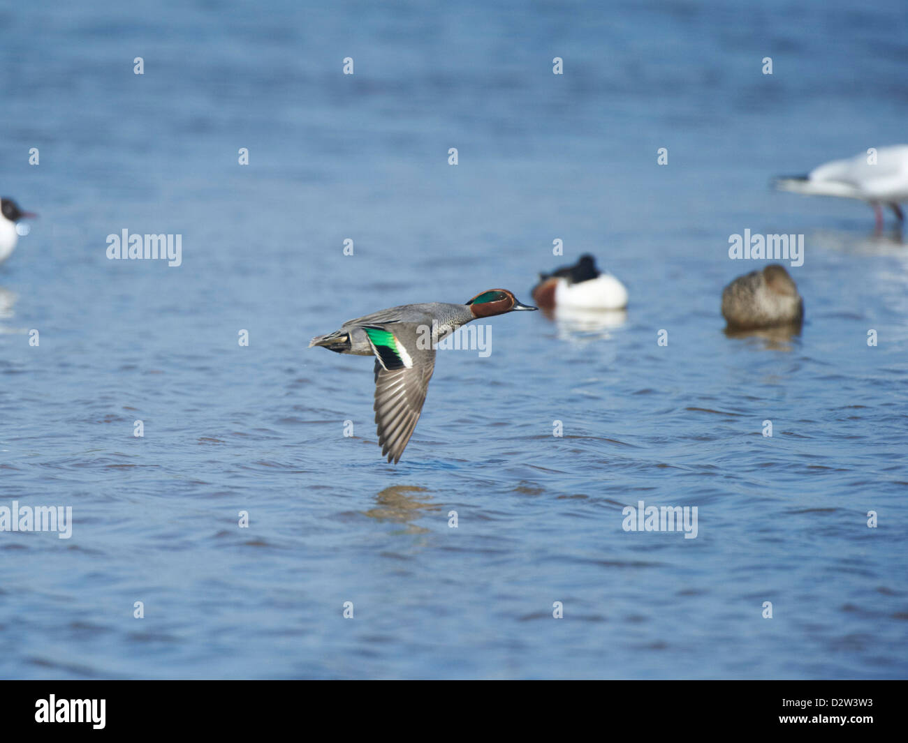 Teal in flight Stock Photo - Alamy