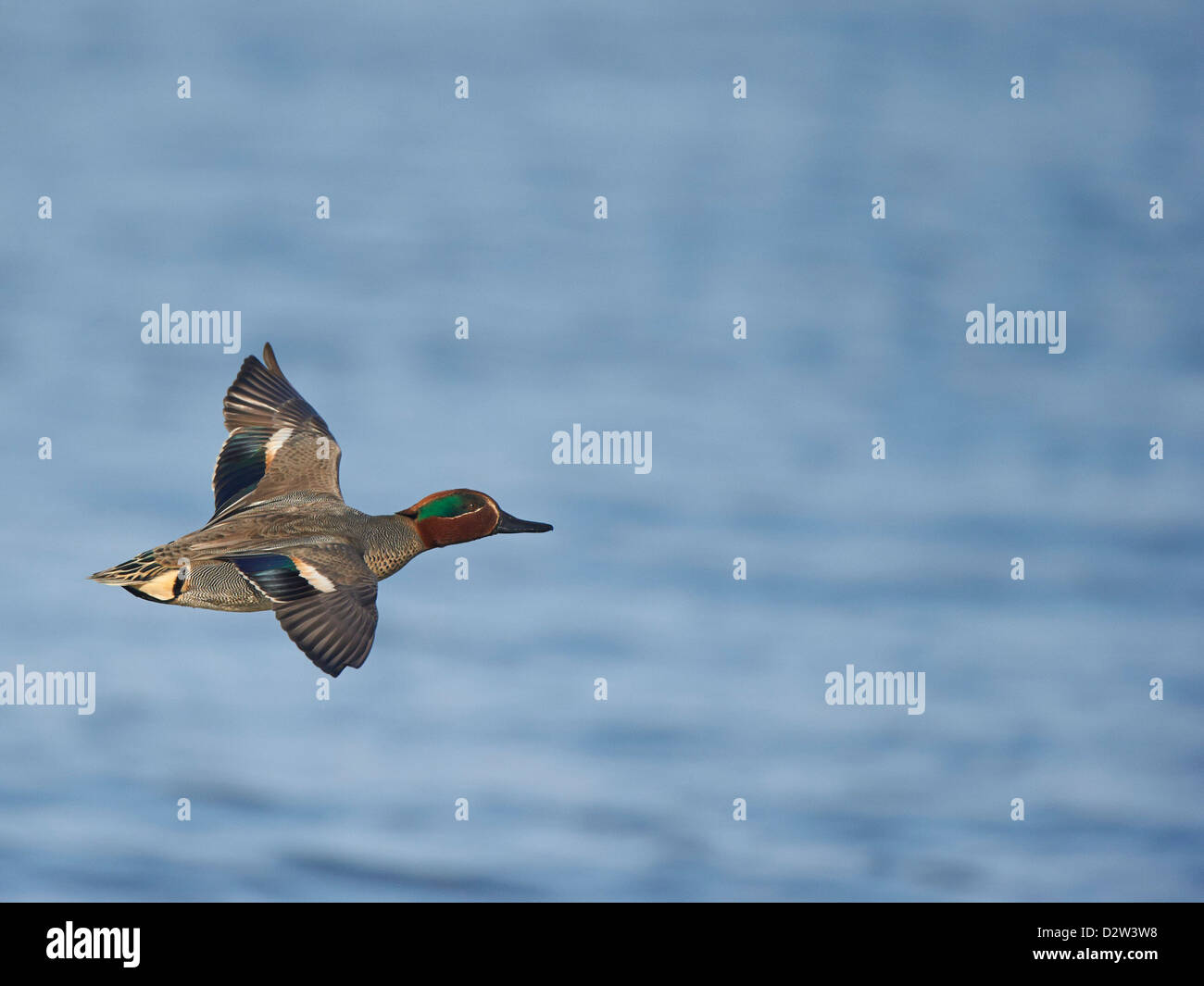 Teal in flight Stock Photo - Alamy