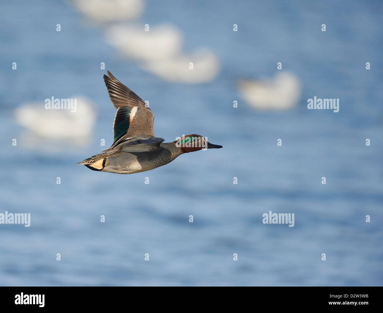 Teal in flight Stock Photo - Alamy