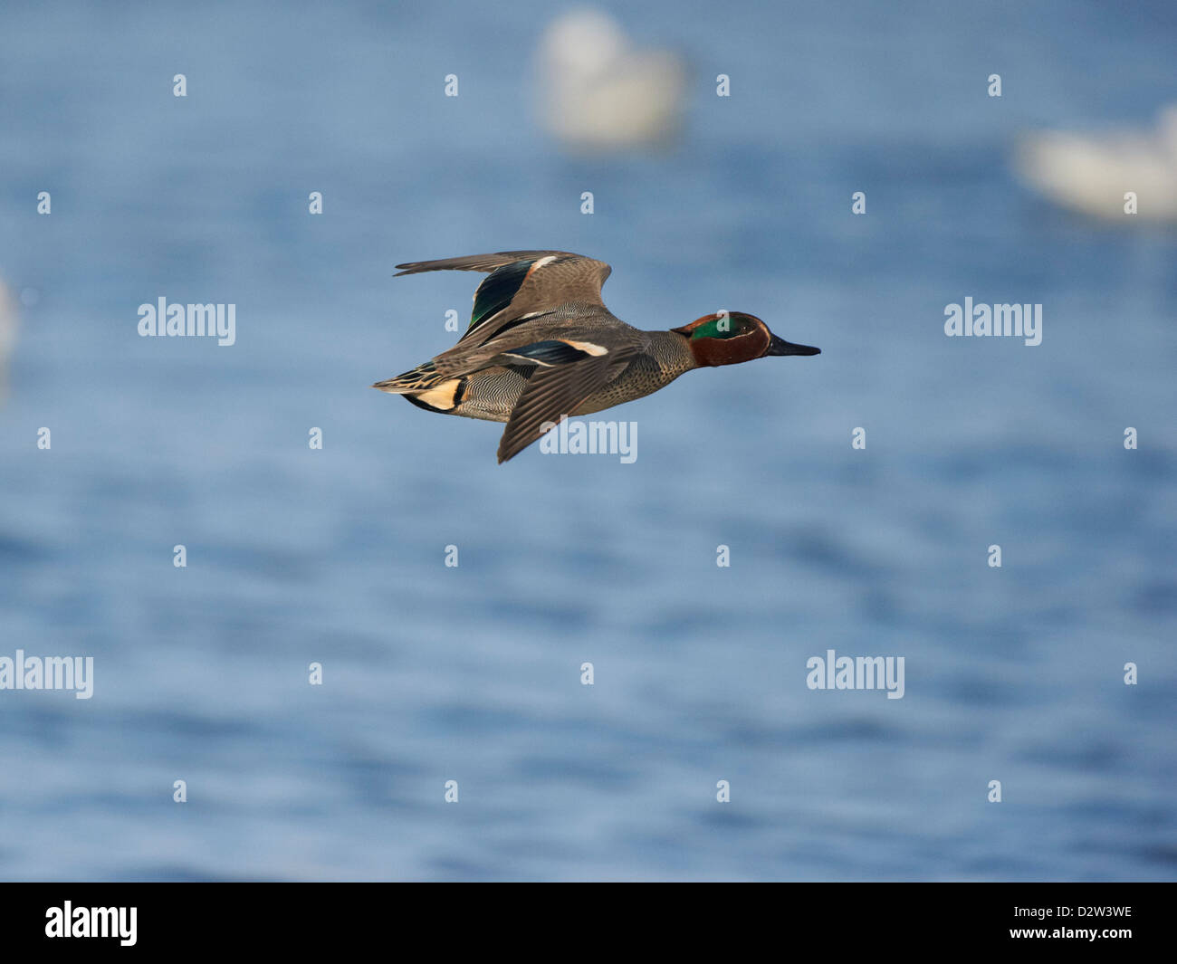 Teal in flight Stock Photo - Alamy