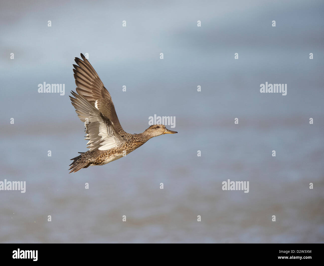 Teal in flight Stock Photo - Alamy