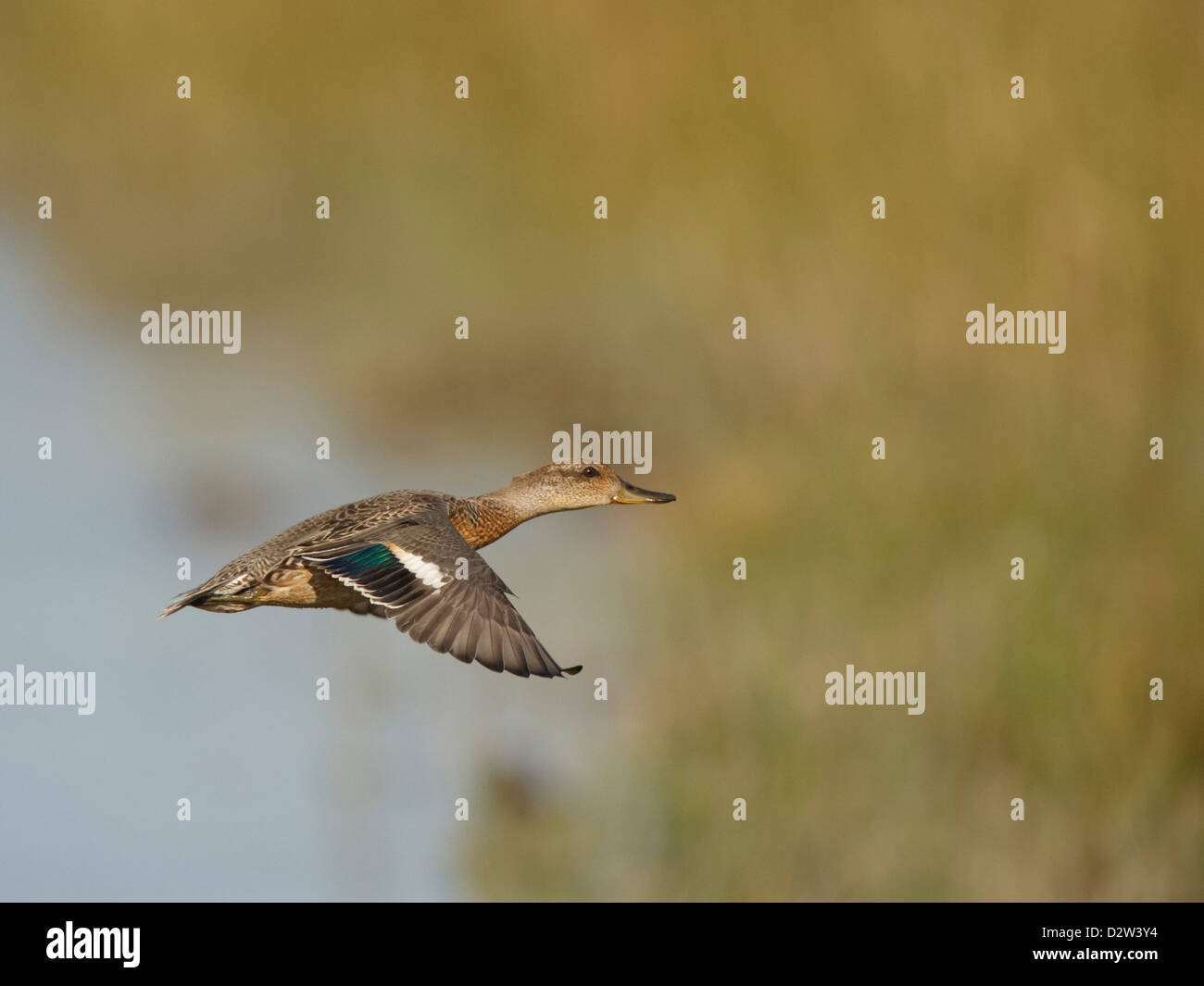 Teal in flight Stock Photo - Alamy