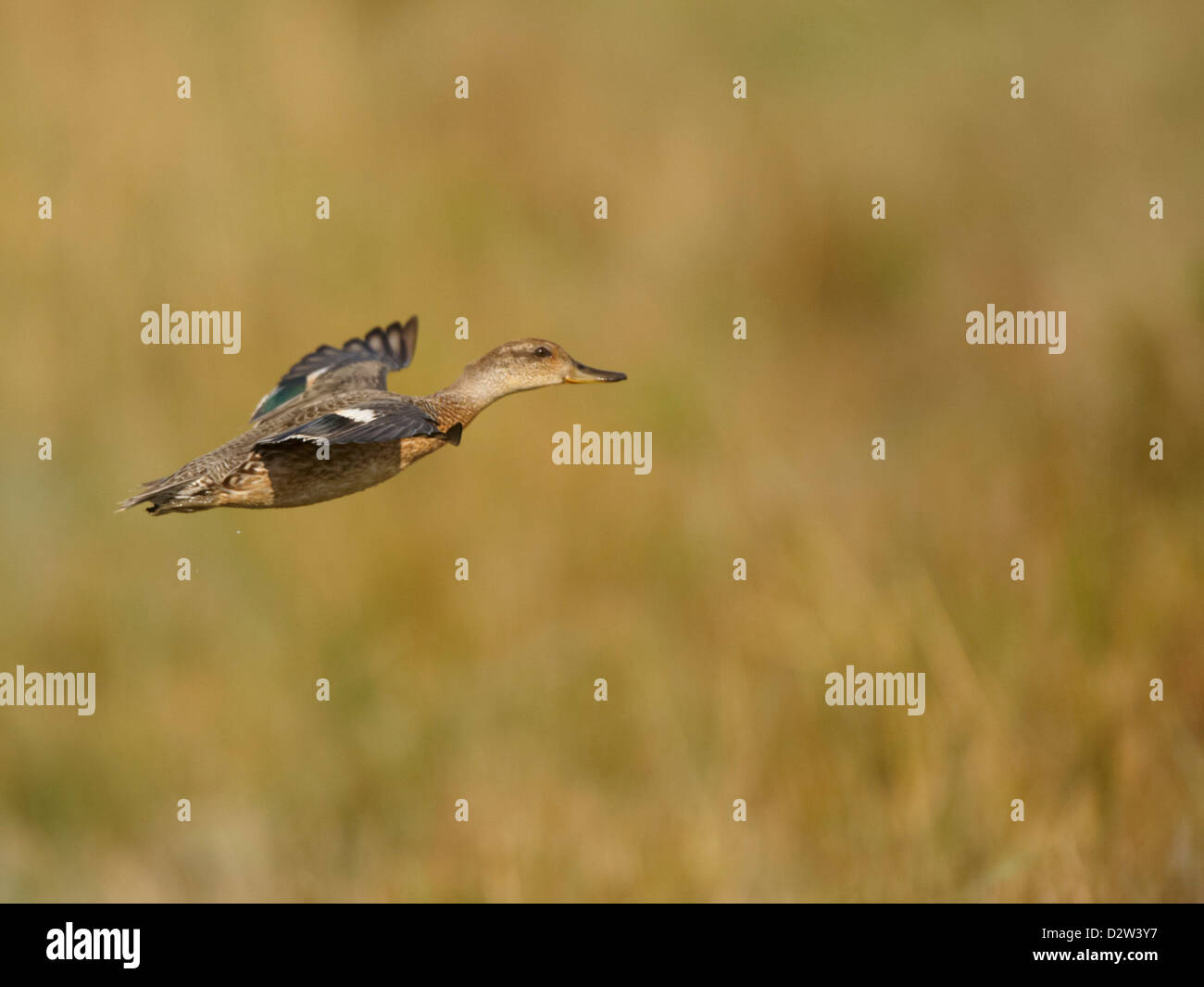 Teal in flight Stock Photo - Alamy