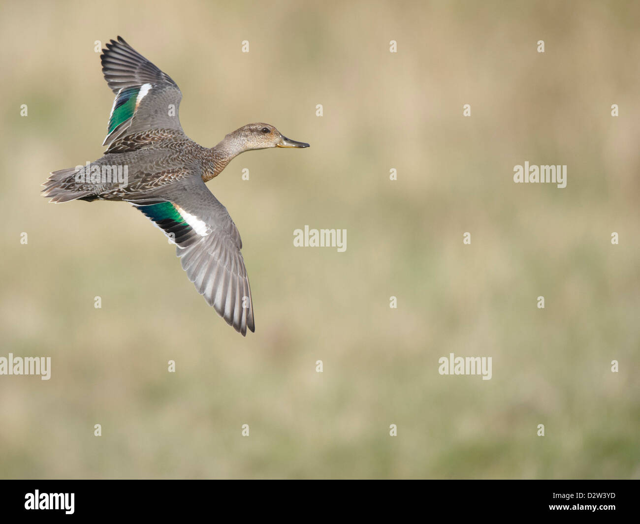 Teal in flight Stock Photo - Alamy