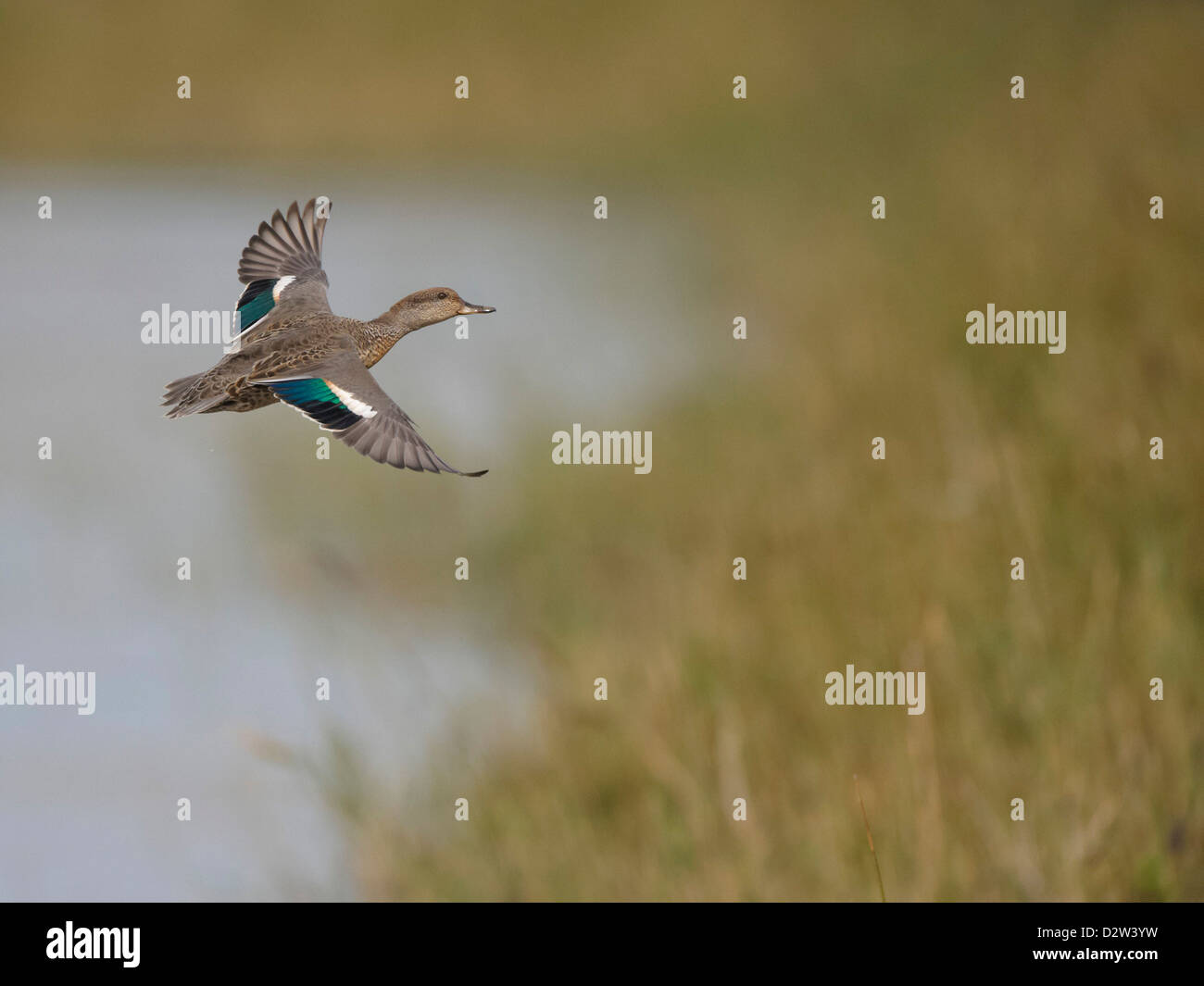 Teal in flight Stock Photo - Alamy