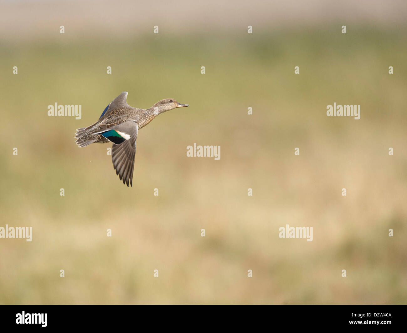 Teal in flight Stock Photo - Alamy