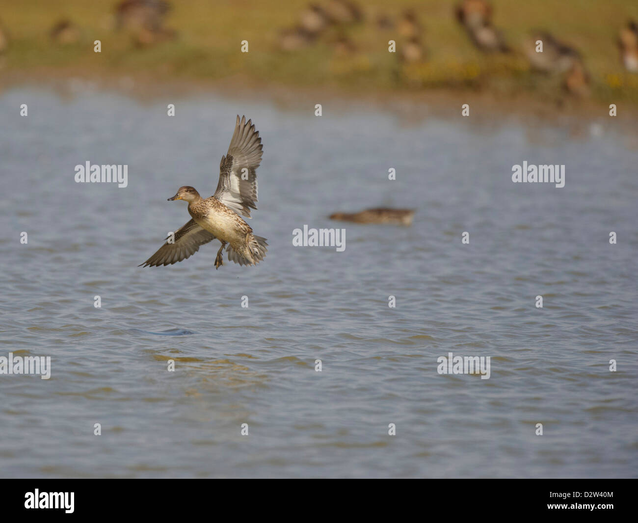 Teal in flight Stock Photo - Alamy