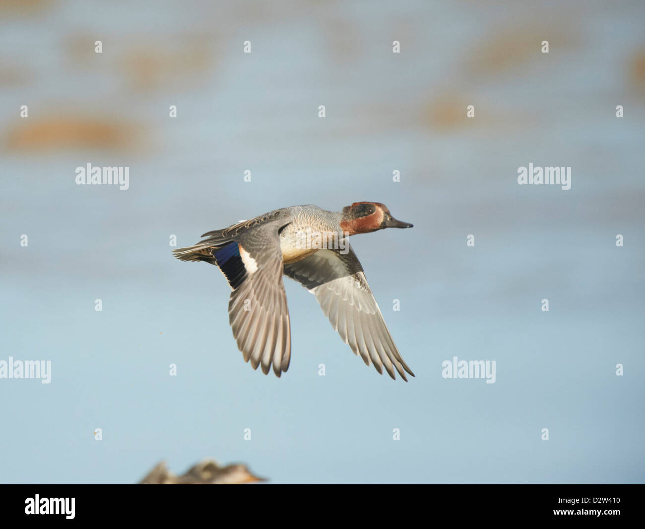 Teal in flight Stock Photo - Alamy