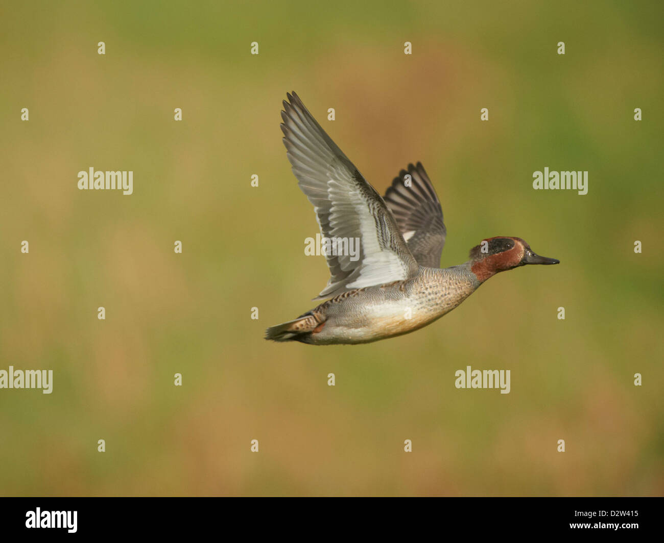 Teal in flight Stock Photo - Alamy