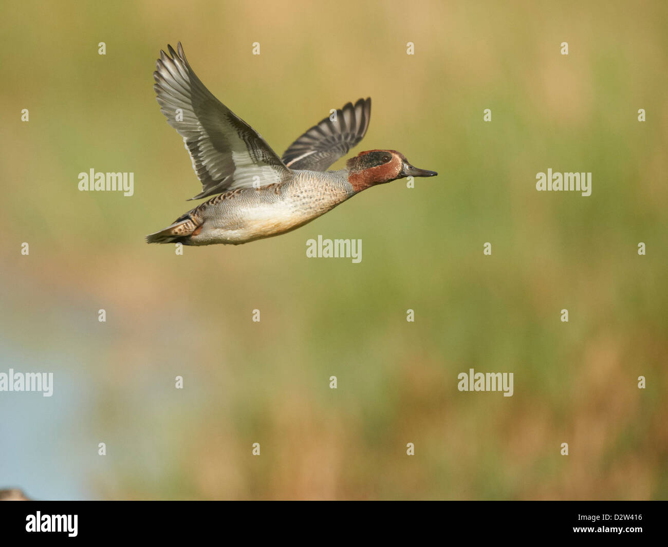 Teal in flight Stock Photo - Alamy