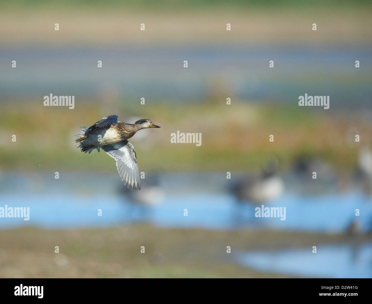 Teal in flight Stock Photo - Alamy