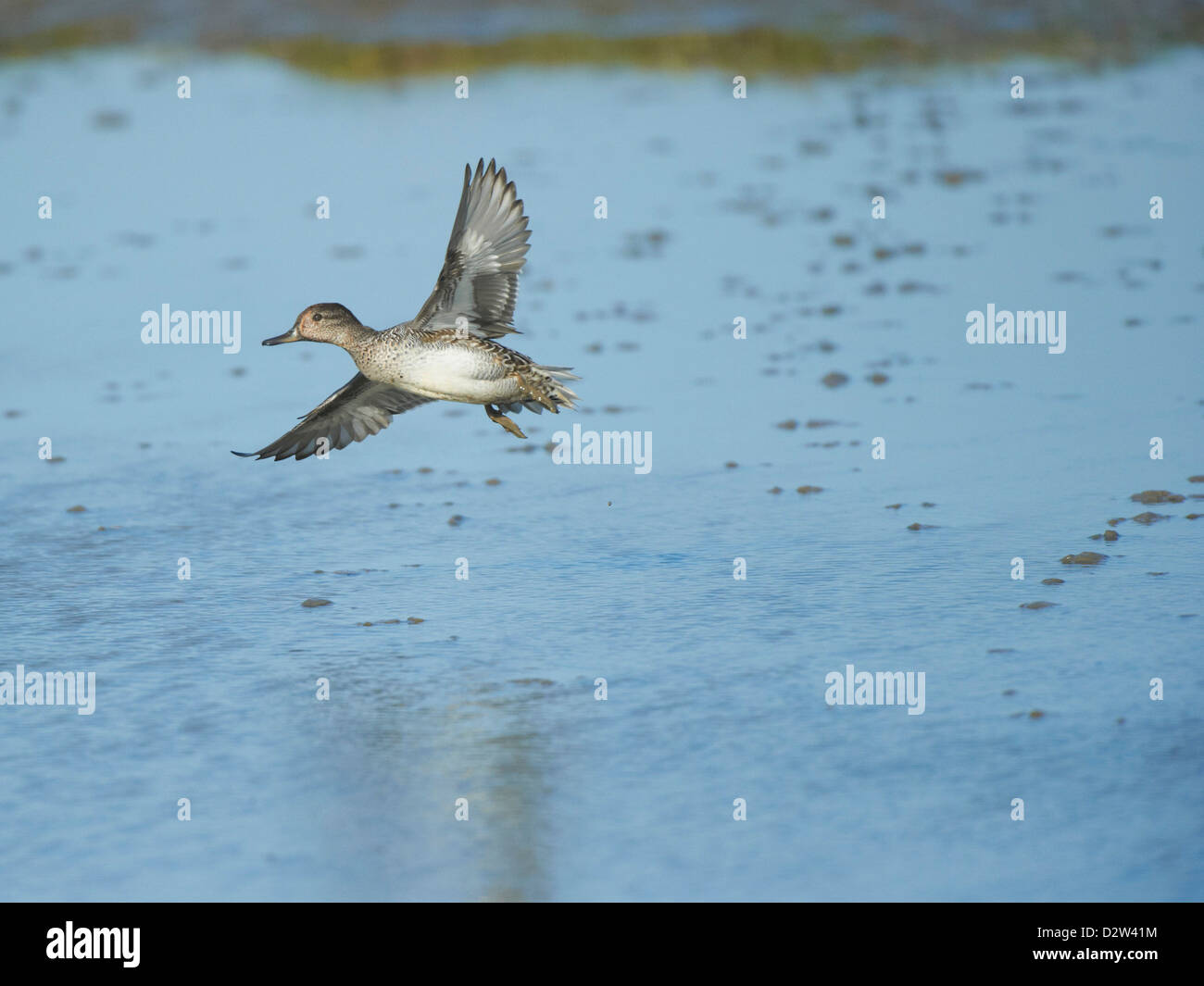 Teal in flight Stock Photo - Alamy