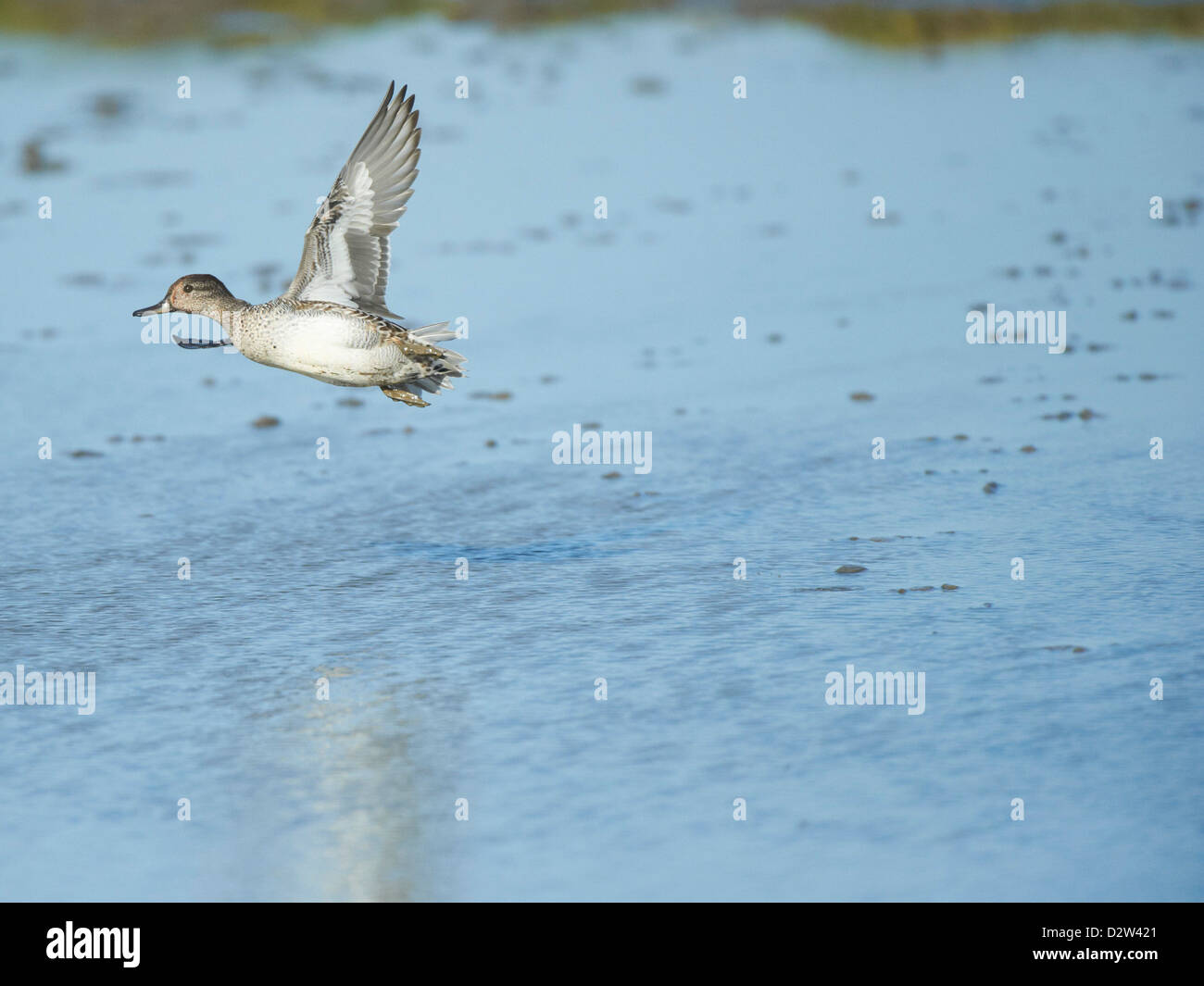 Teal in flight Stock Photo - Alamy