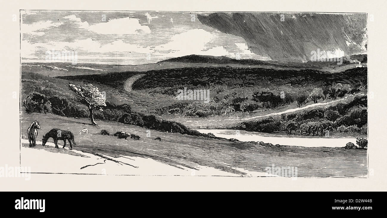 High beech hi-res stock photography and images - Alamy