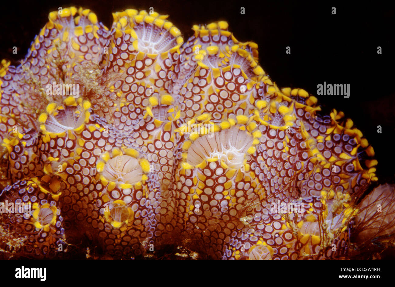 Magnificient Ascidian (Botrylloides magnicoecum), Osborne Shoals ...