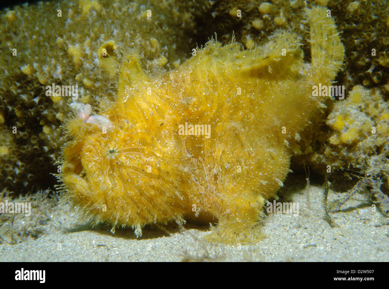 Striped Anglerfish (Antennarius striatus) at Ship Rock, Port Hacking ...