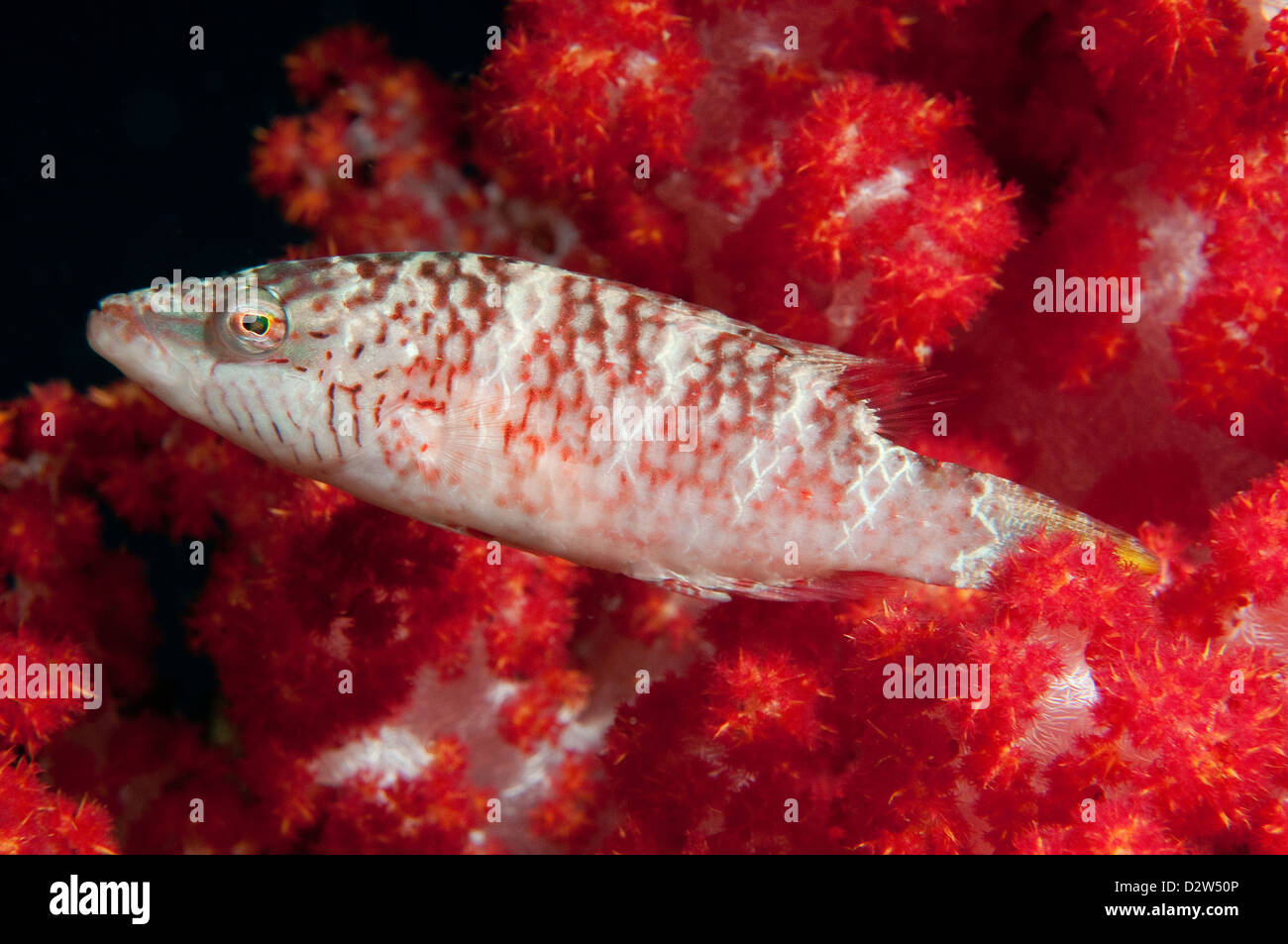Maori wrasse hi-res stock photography and images - Alamy