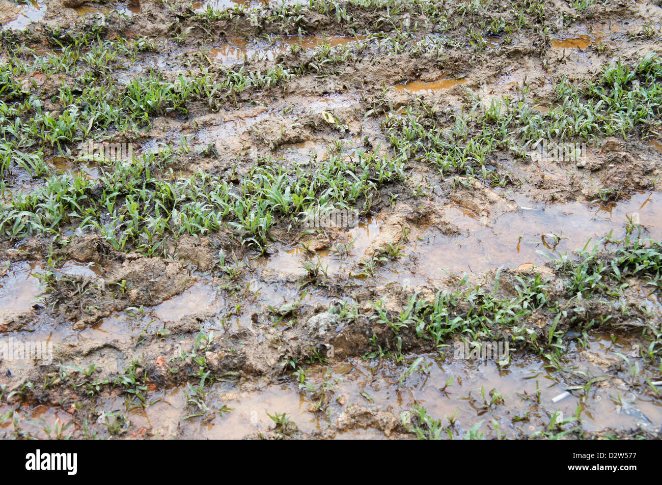 Mud muddy grass hi-res stock photography and images - Alamy