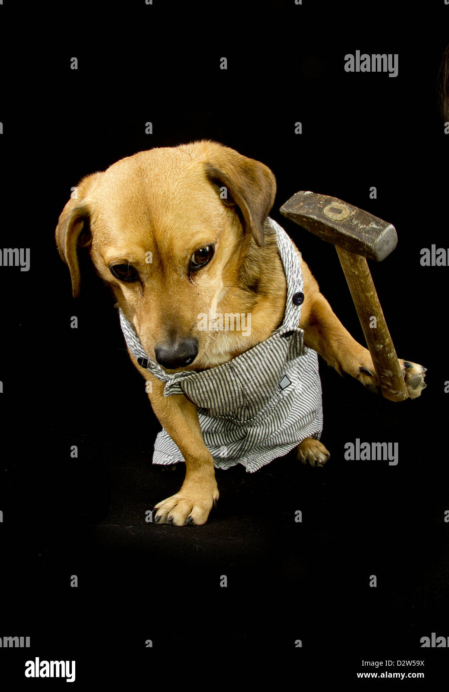 a worker dog and hammer Stock Photo - Alamy