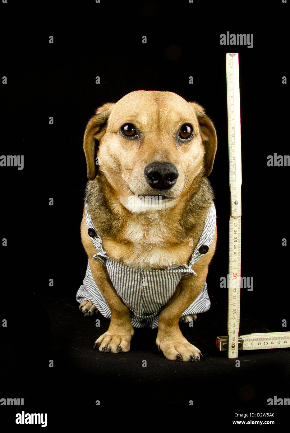 dog and the meter Stock Photo - Alamy