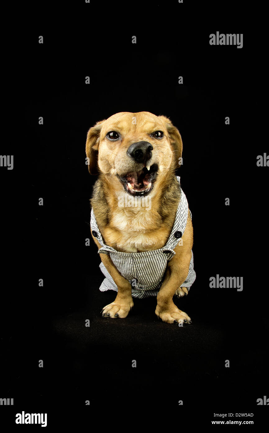 dachshund mad dog Stock Photo - Alamy