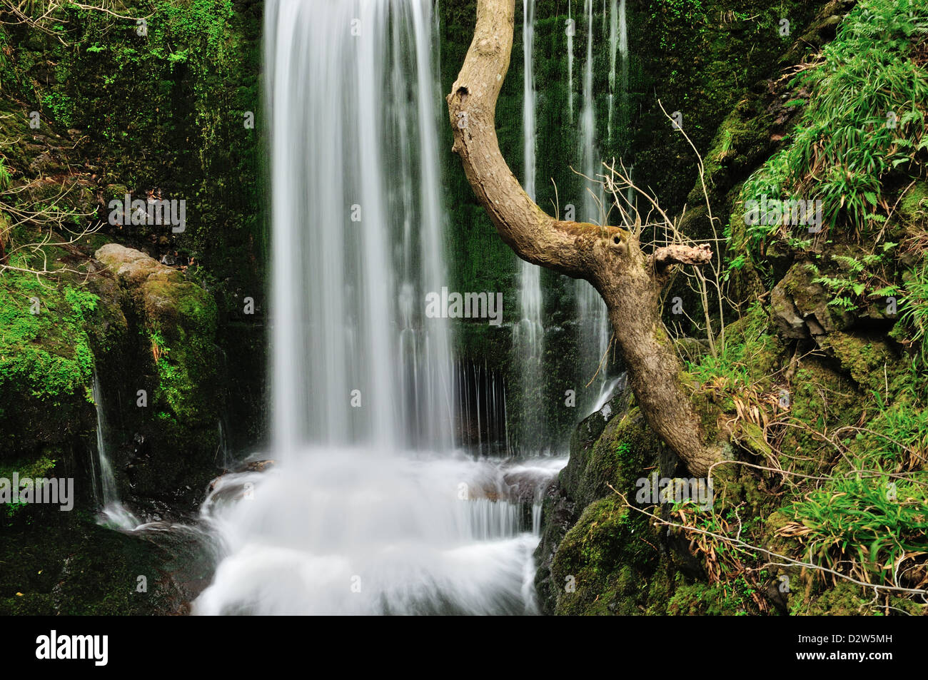 Twisted tree trunk hi-res stock photography and images - Alamy