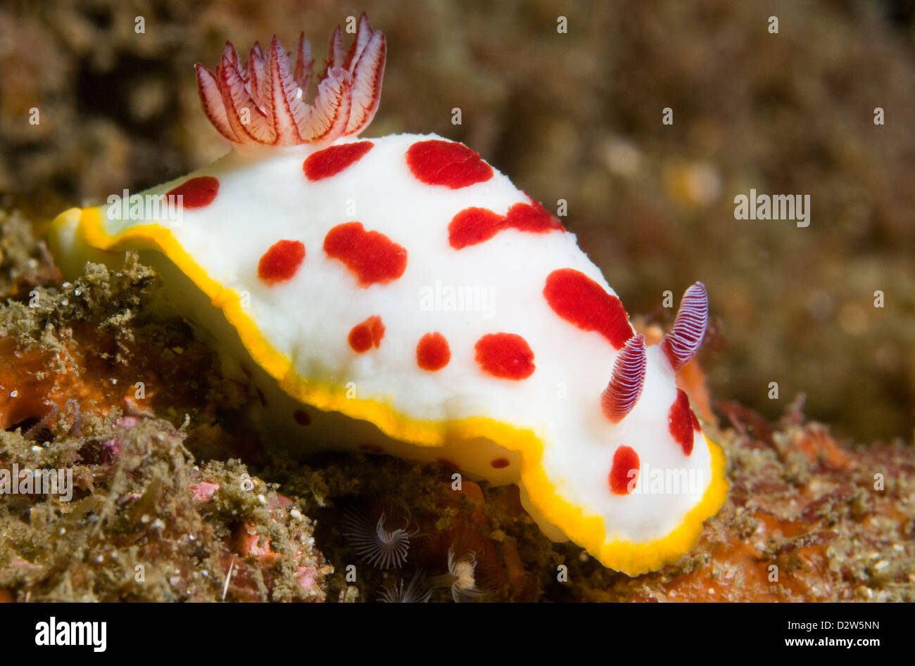 A nudibranch, Chromodoris splendida, off Bare Island, Botany Bay ...