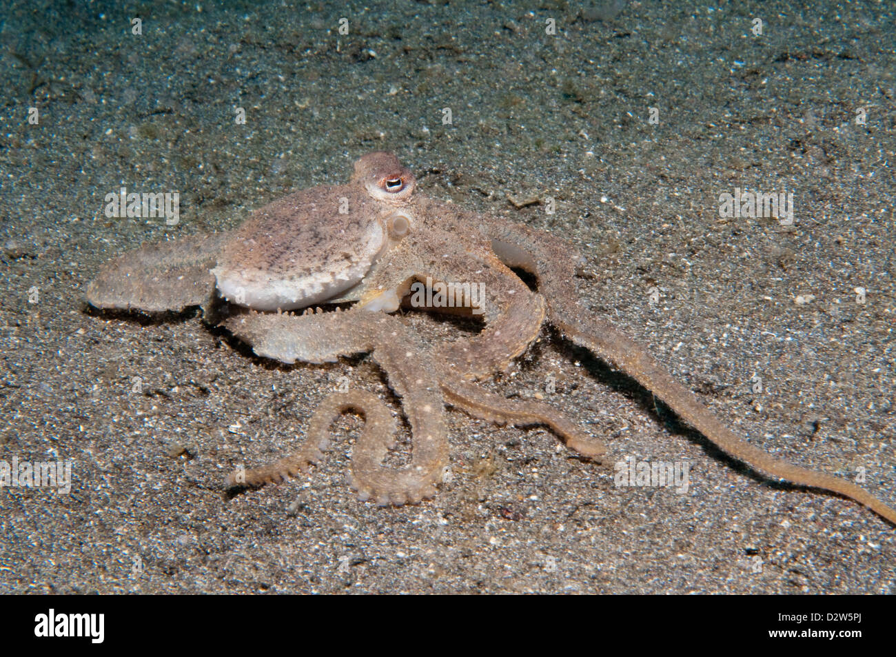 Long arm octopus hi-res stock photography and images - Alamy