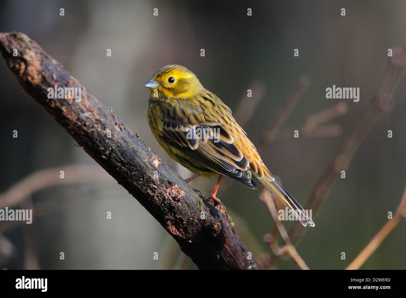 A yellowhammer on a branch Stock Photo - Alamy