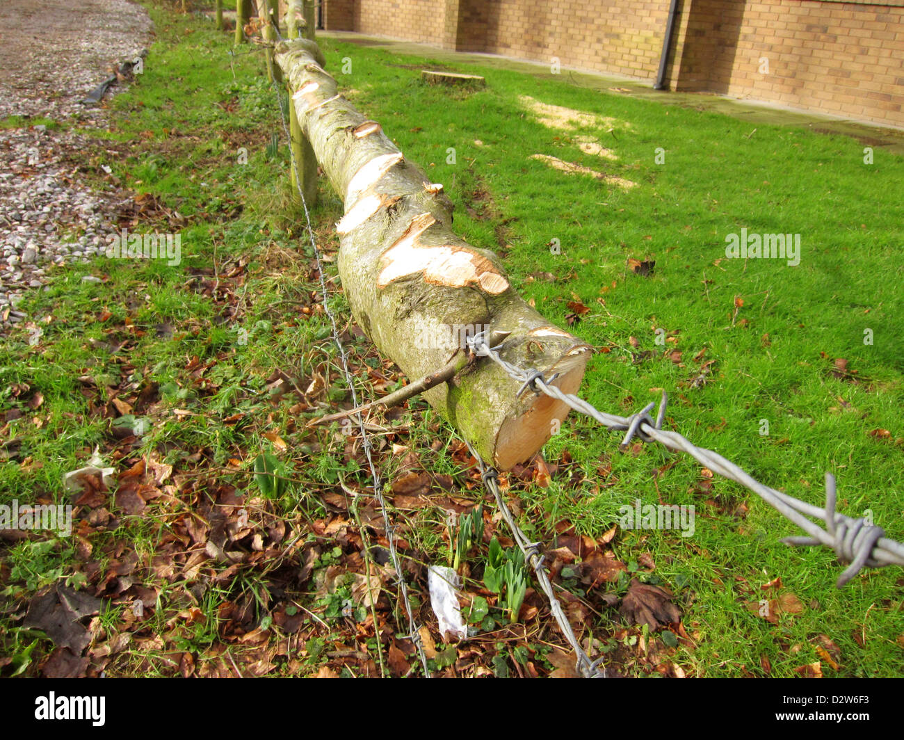 Barbed Wire And Tree Stock Photos & Barbed Wire And Tree Stock Images ...