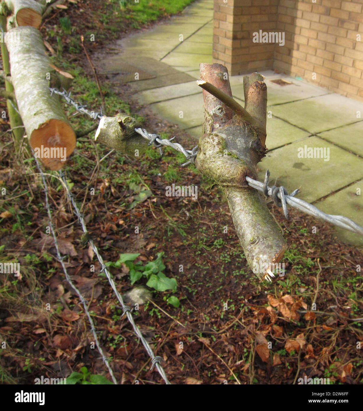 Tree growing wire fence hi-res stock photography and images - Alamy