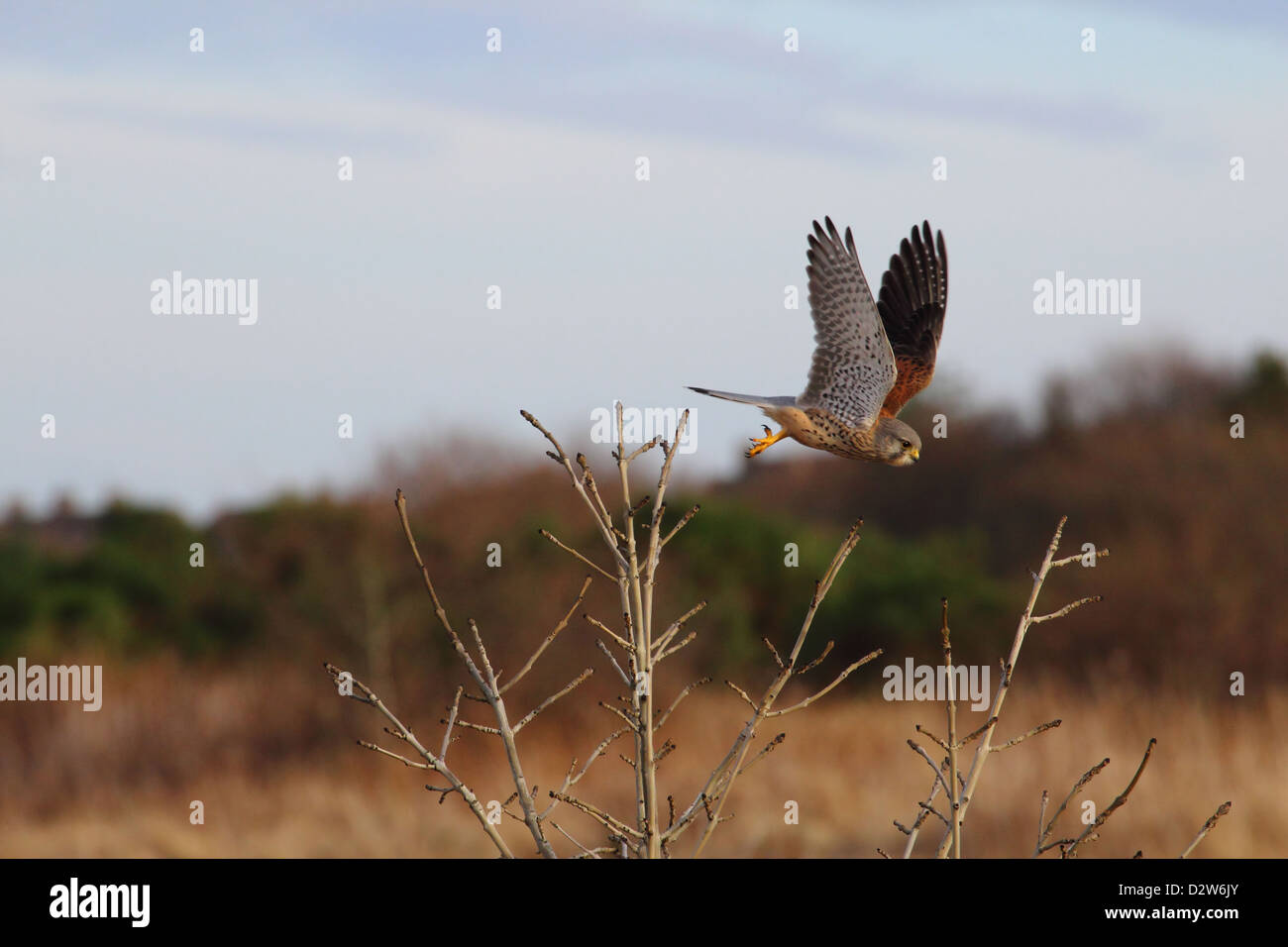 Male Kestrel diving for Prey Stock Photo - Alamy
