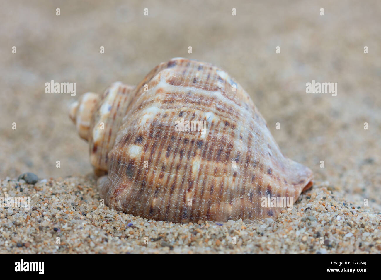 Conch shell on a sandy beach. Macro photo Stock Photo - Alamy