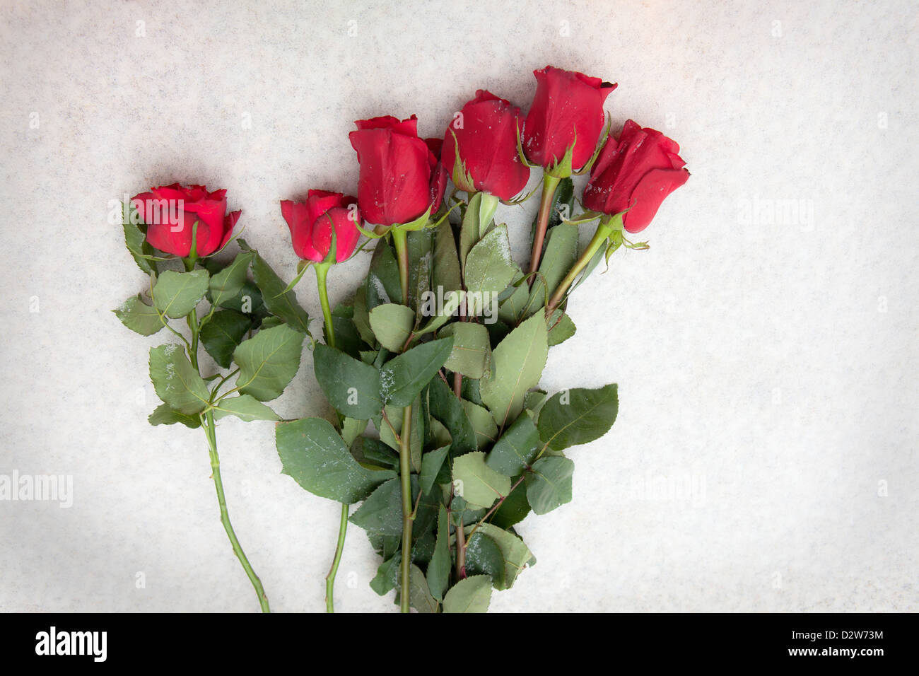 Snow white roses hi-res stock photography and images - Alamy