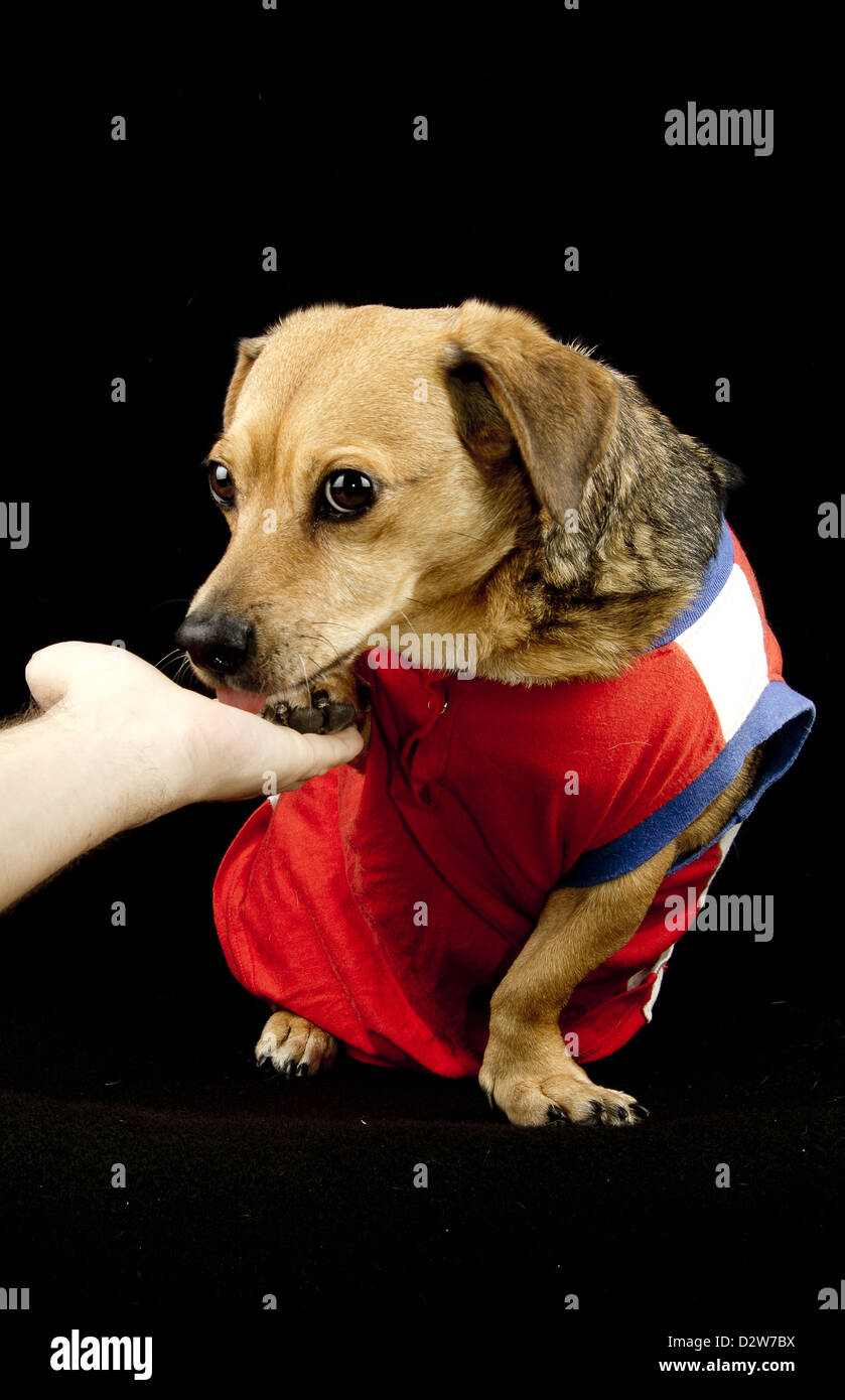 a innocent dog kiss Stock Photo - Alamy