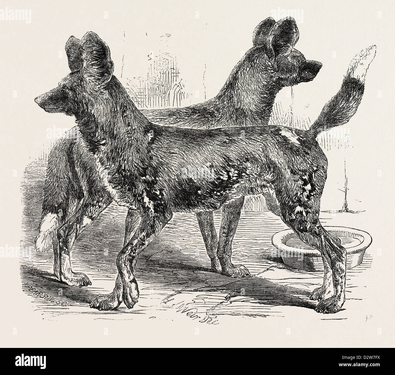 CAPE HUNTING DOGS IN THE GARDENS OF THE ZOOLOGICAL SOCIETY REGENT'S ...