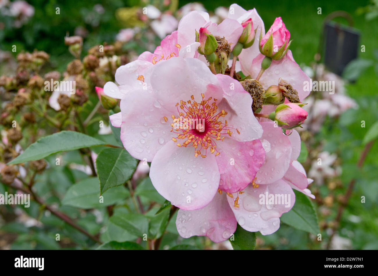 Astronomia rose hi-res stock photography and images - Alamy