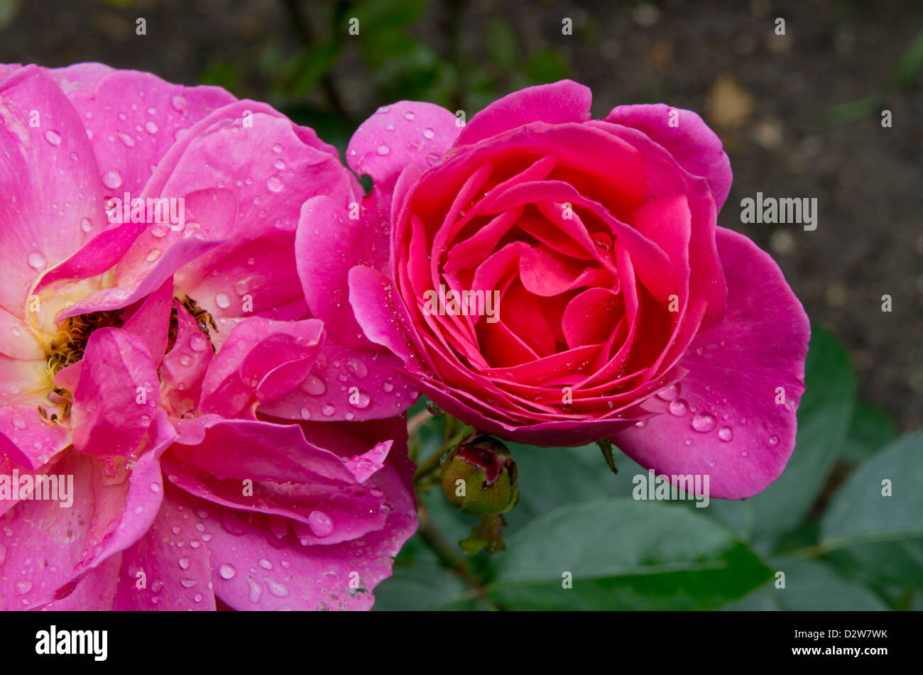 Rose Generation Jardin Stock Photo - Alamy