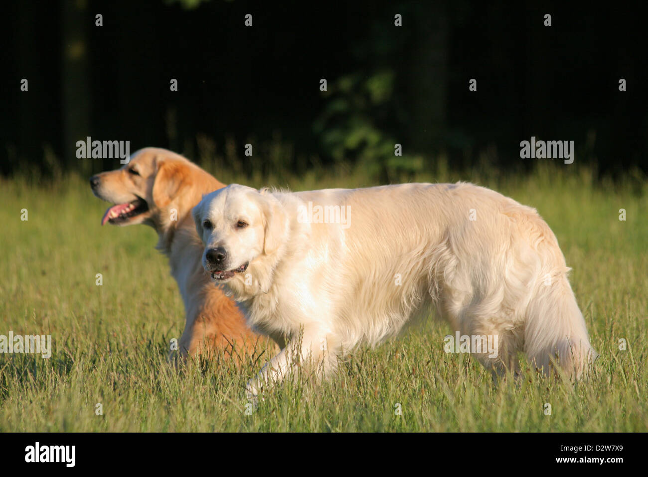 Two Golden Retrievers Stock Photo - Alamy