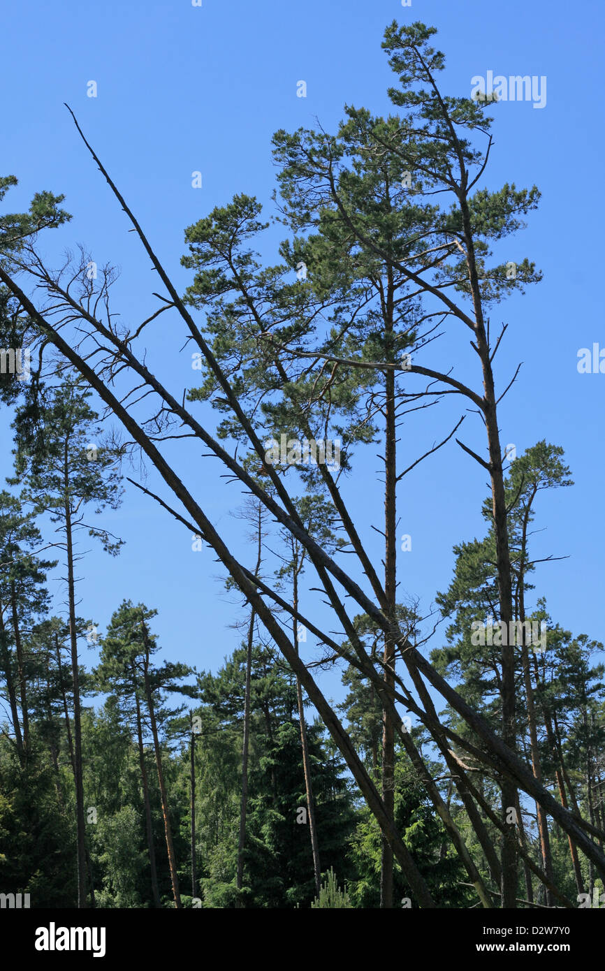 Falling trees in the forest Stock Photo - Alamy