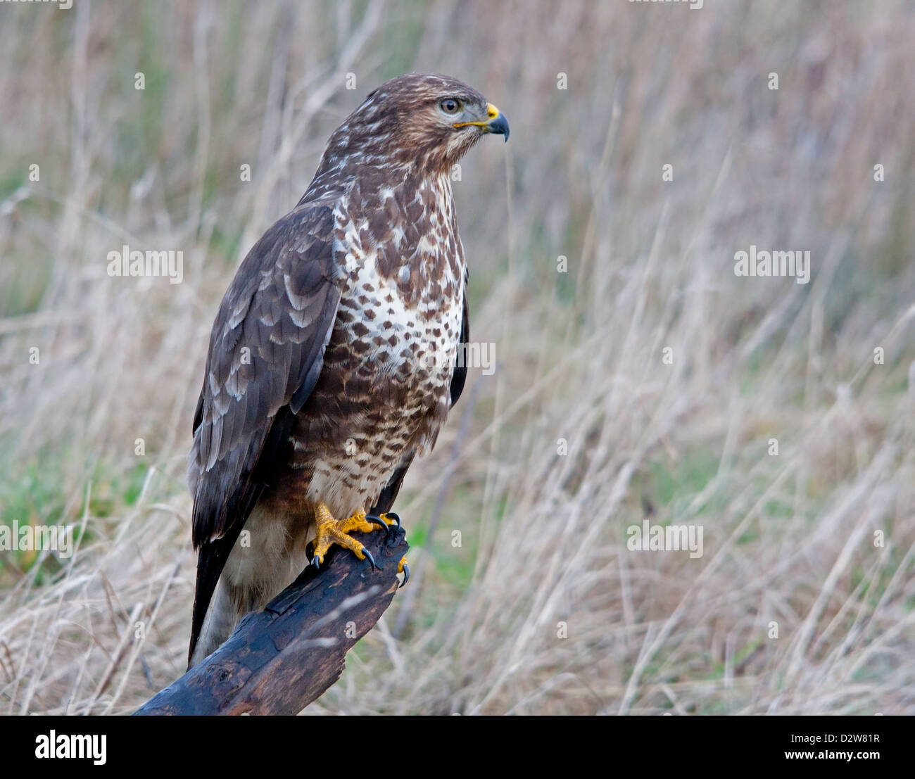 Common urban wildlife hi-res stock photography and images - Alamy