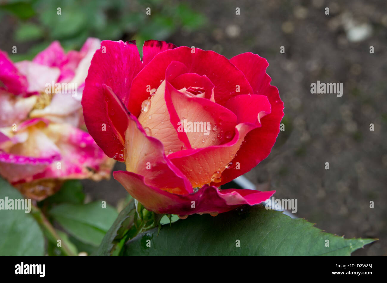Rose rosa bolchoi hi-res stock photography and images - Alamy