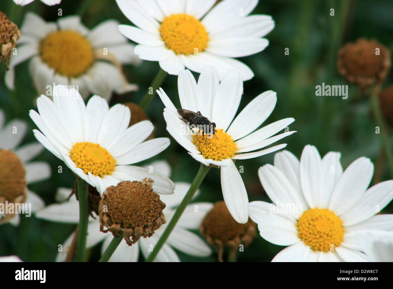 A black fly pollinating a daisy in a garden in Cotacachi, Ecuador Stock ...