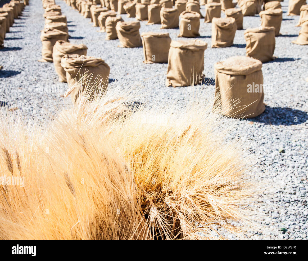 Wheat sacks during a sunny day in a warm summer season Stock Photo - Alamy