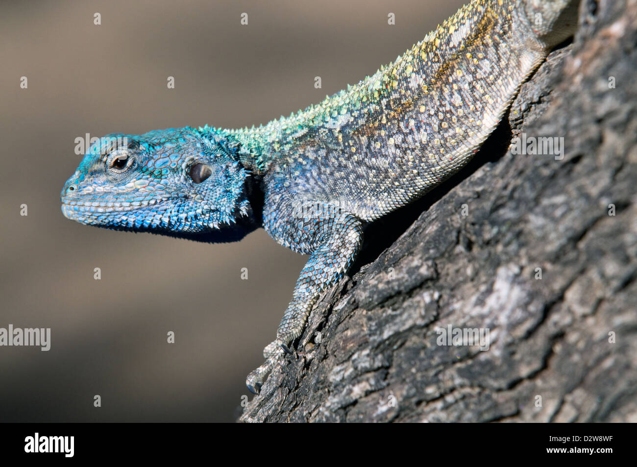 close up of a colourful tree agama lizard basking on a tree trunk Stock ...