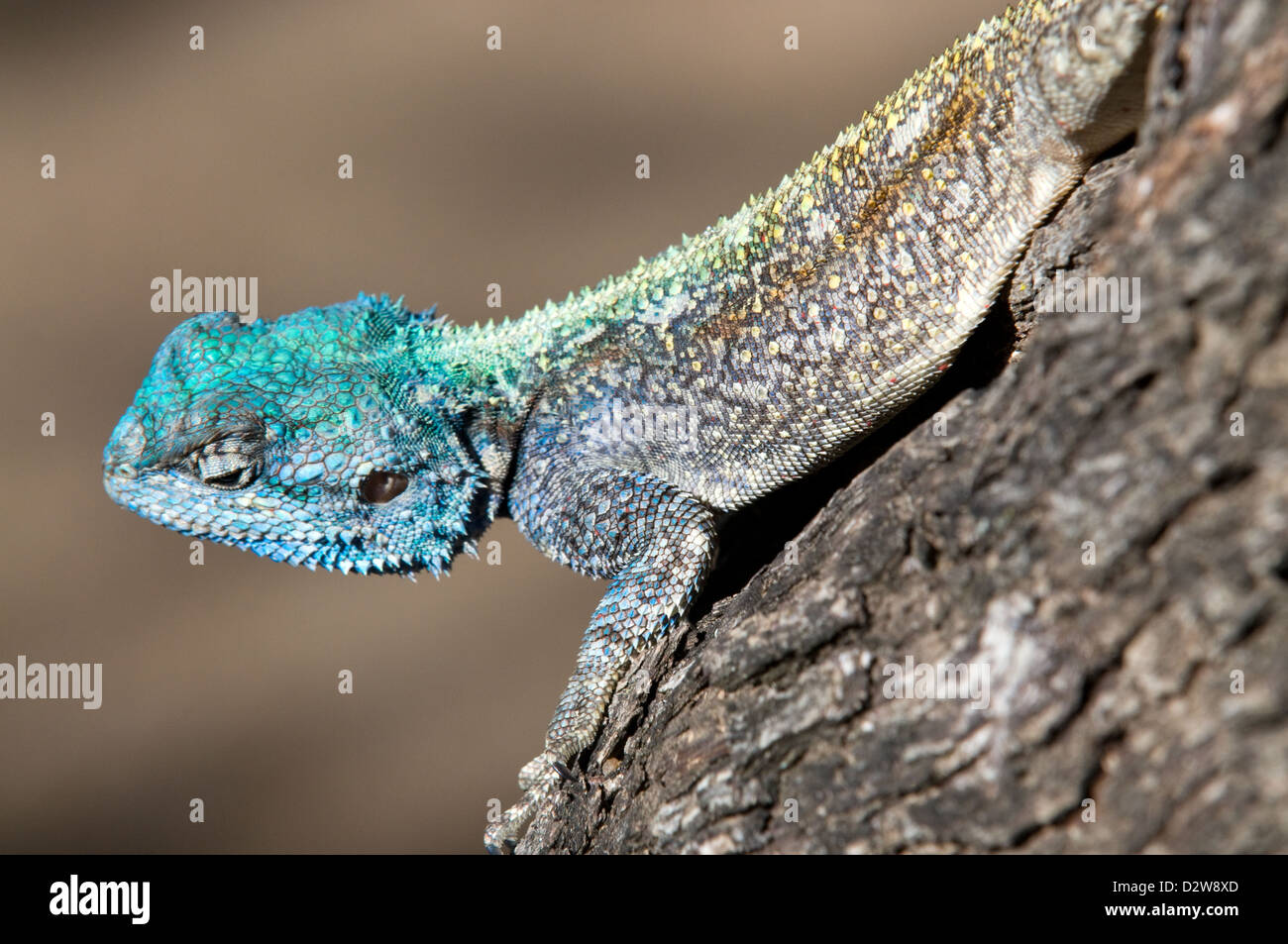 Southern tree agama hi-res stock photography and images - Alamy