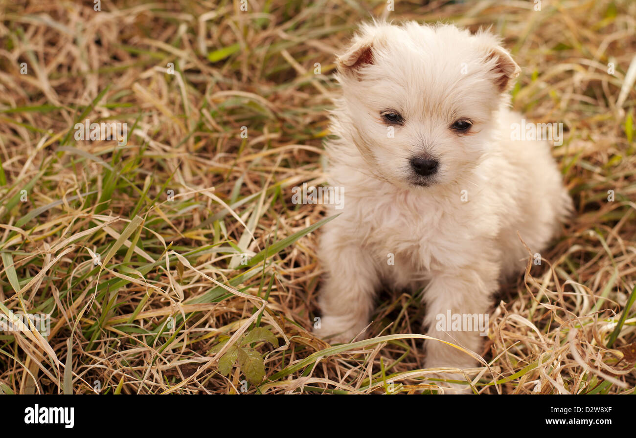 Adorable puppy outdoors hi-res stock photography and images - Alamy
