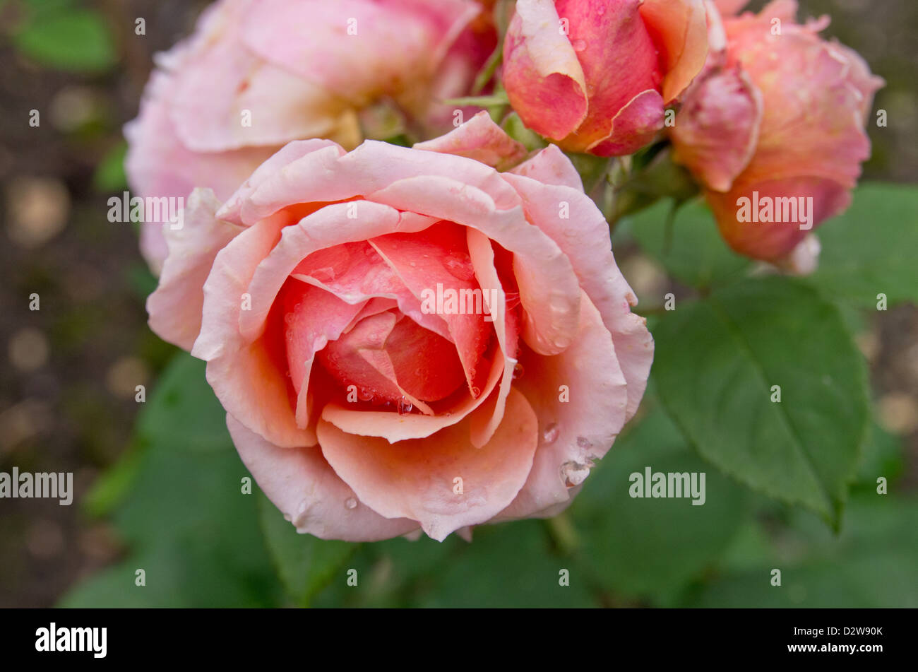 Rose Paul Bocuse Stock Photo - Alamy